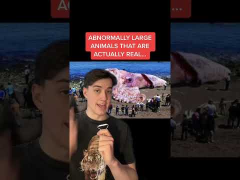 Abnormally large animals documented in real life