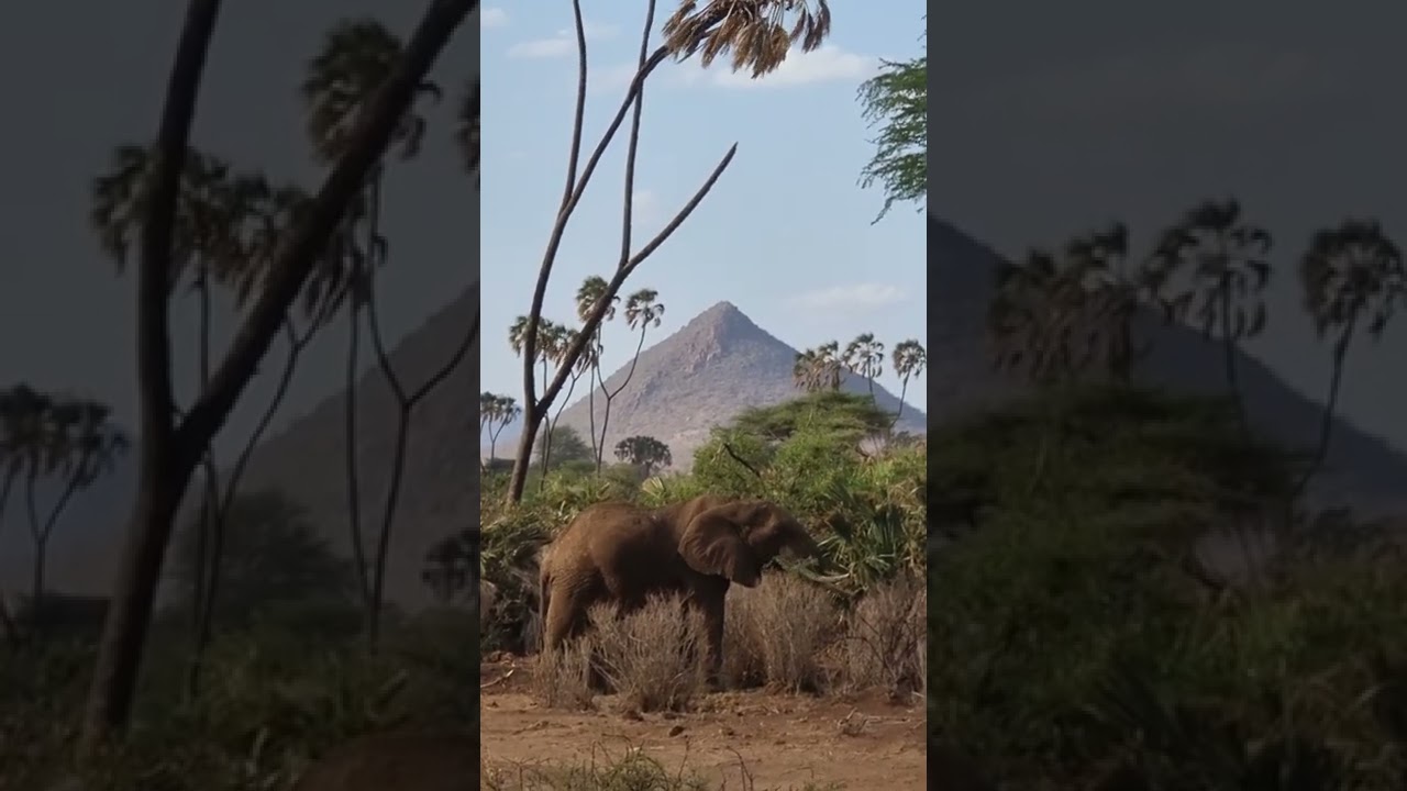 Buffalo Springs sightings reveal oryx, elephants, and more