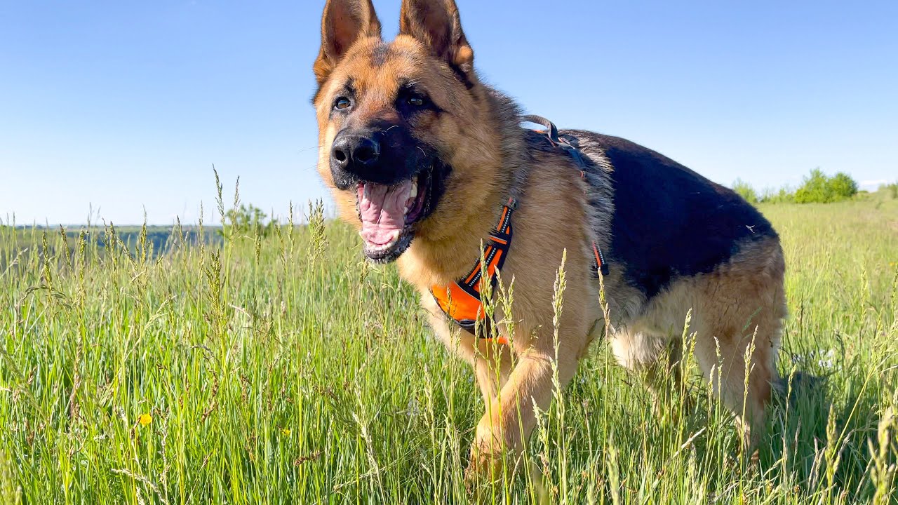 The field isn’t ready for this dog’s energy