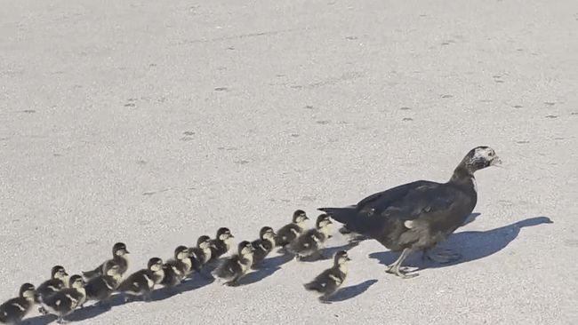 Mama duck and ducklings cross parking lot in Miami