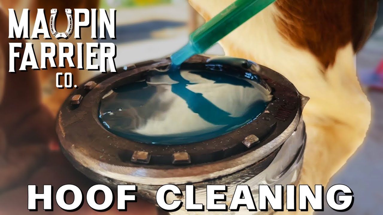 Corrective horseshoe fitting: hoof restoration ASMR