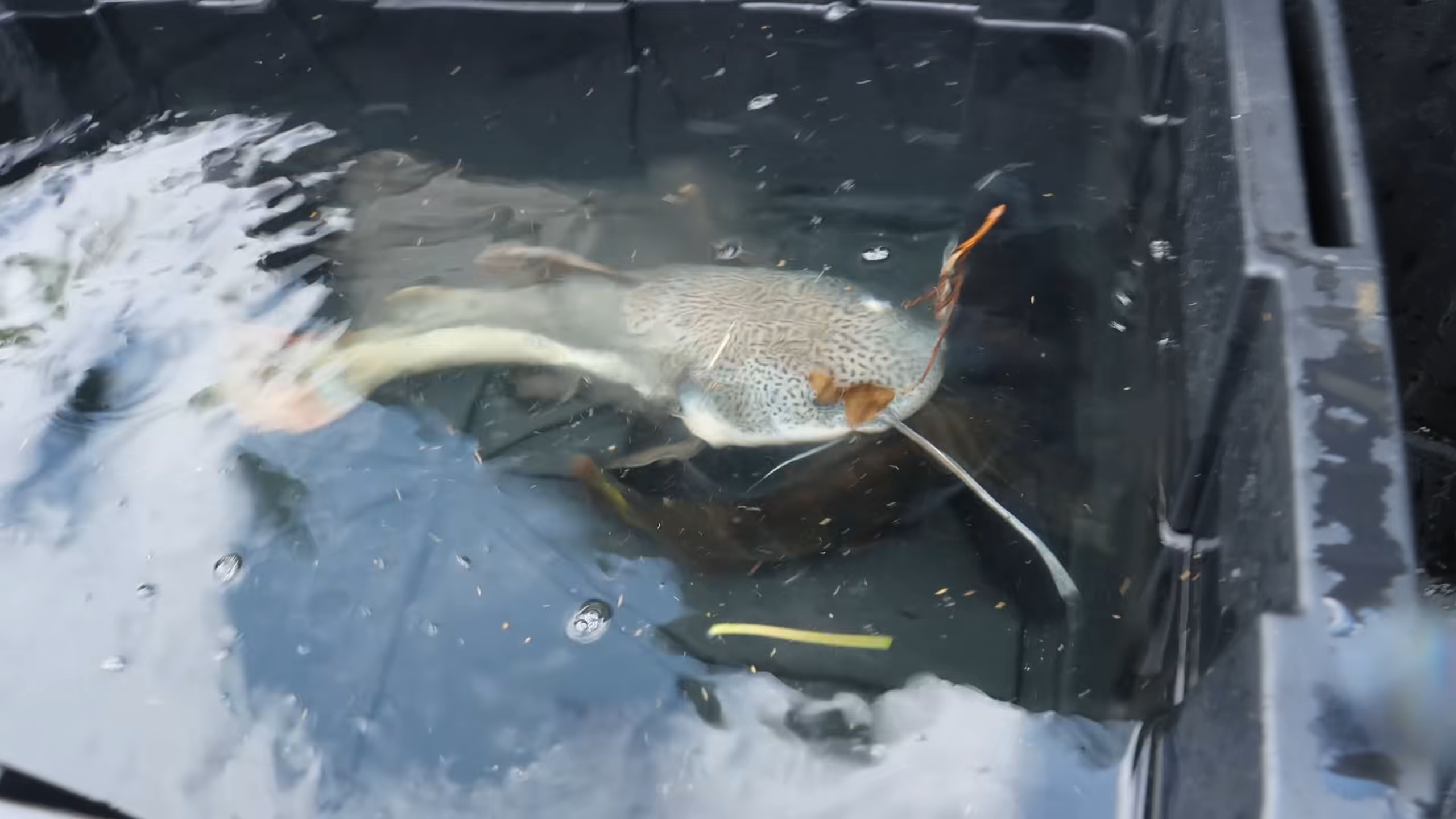 Transferring monster fish to backyard pond