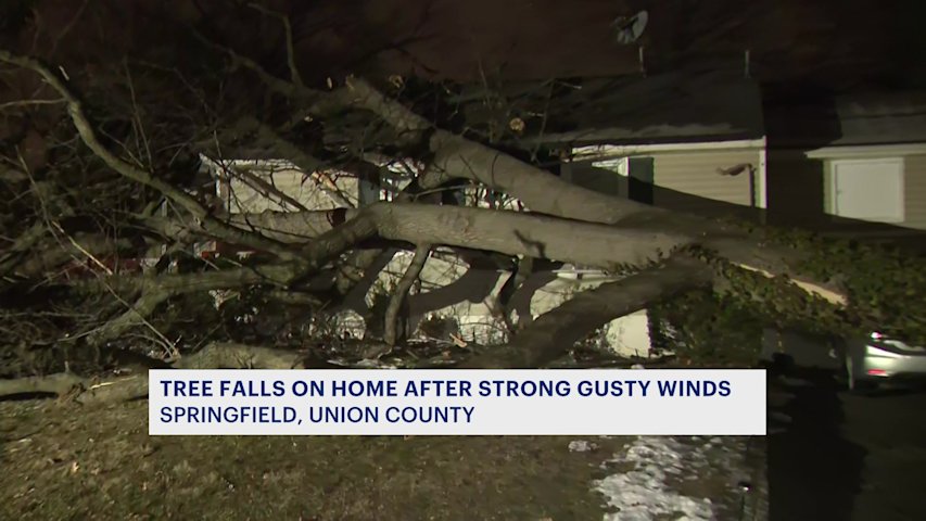 Strong winds topple large tree onto Springfield home