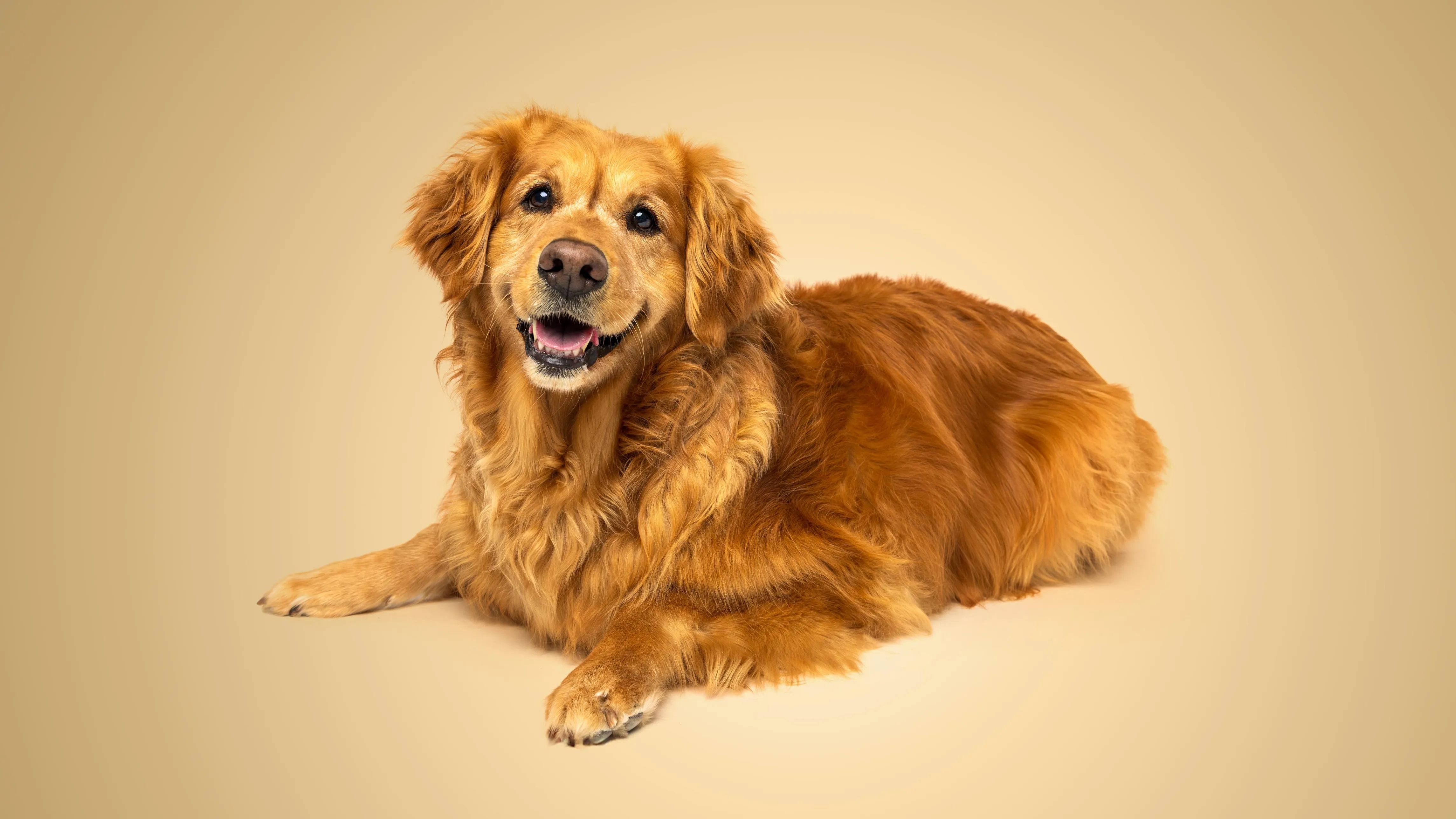 The best pet insurance in Wisconsin 2025