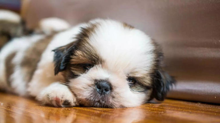 5 dogs that sleep the most; number 1 barely moves for hours