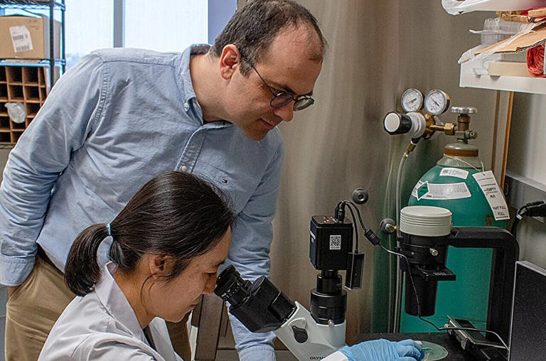 Loss of vitamin C synthesis protects animals from deadly schistosome ...