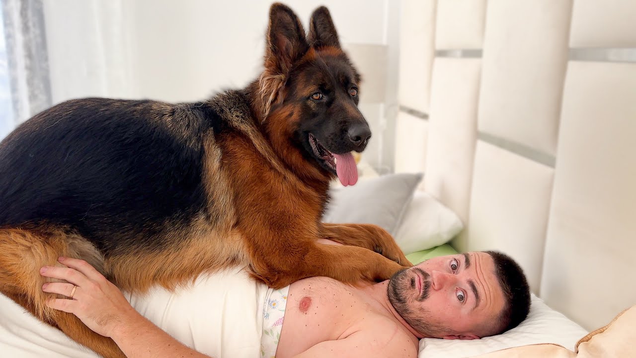 My alarm clock has four legs and drool