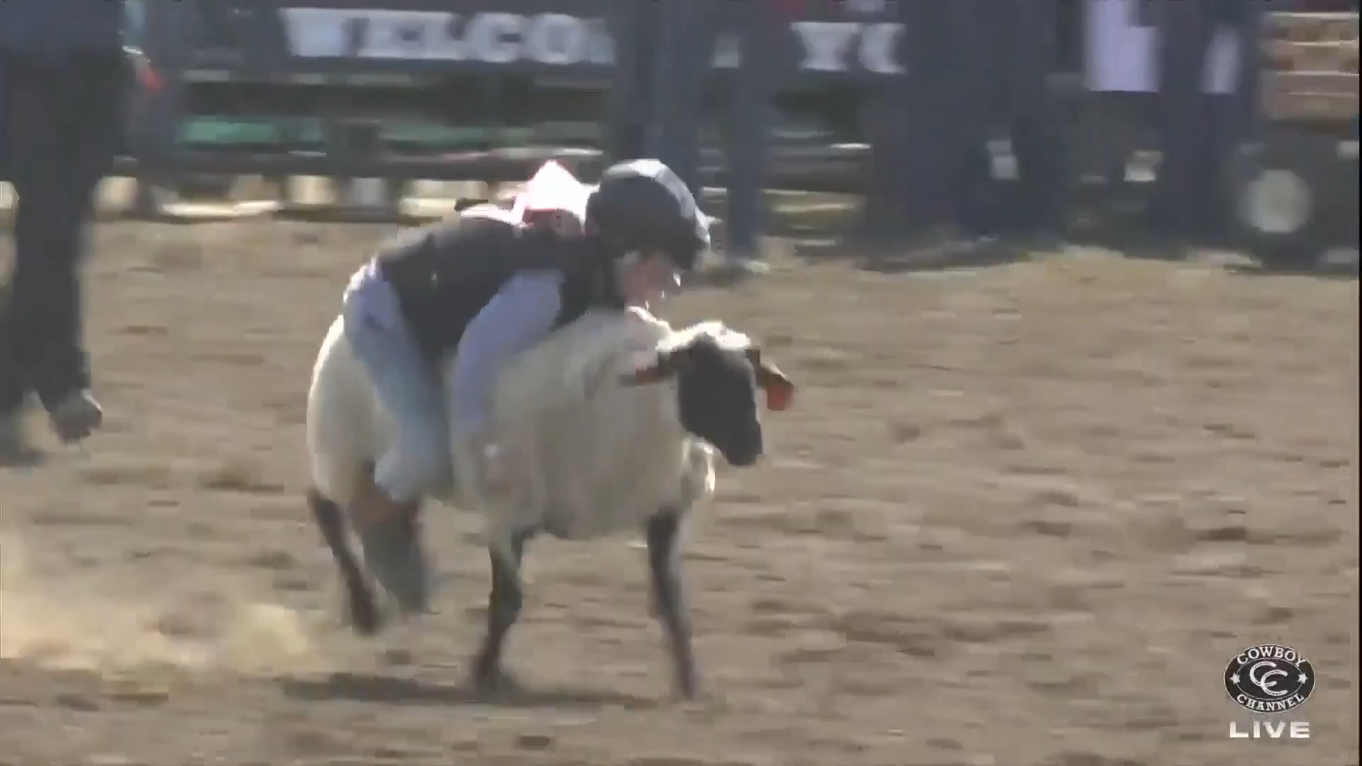 Tiny cowboy, big attitude