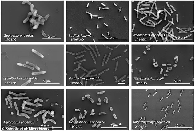 Scientists discover 26 new bacterial species in NASA's cleanrooms ...