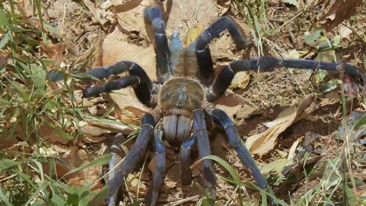 Mark Vins discovers a rare blue tarantula