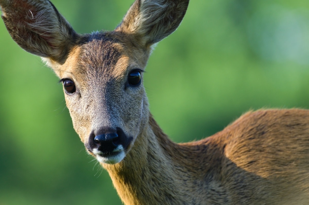 Deer uses pool cover like his own personal trampoline