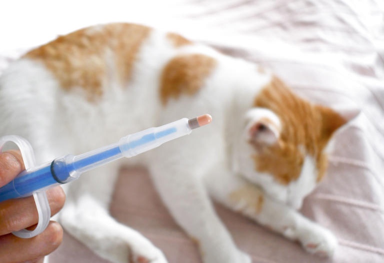 What’s the easiest way to give a cat a pill? Follow these feline dos ...