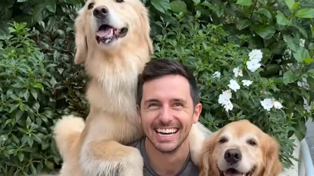 Why golden retrievers are so photogenic