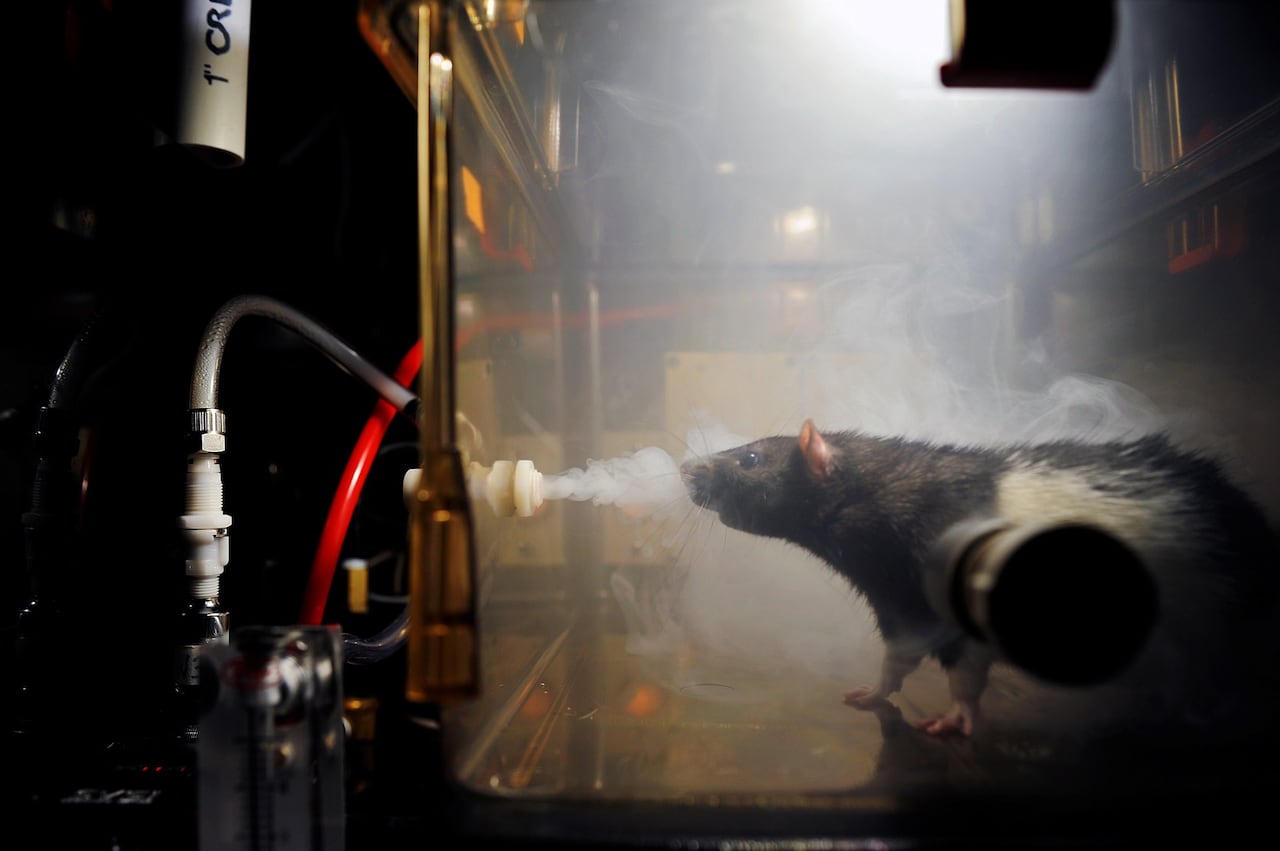 Stressed-out rats seek cannabis to cope, new study finds