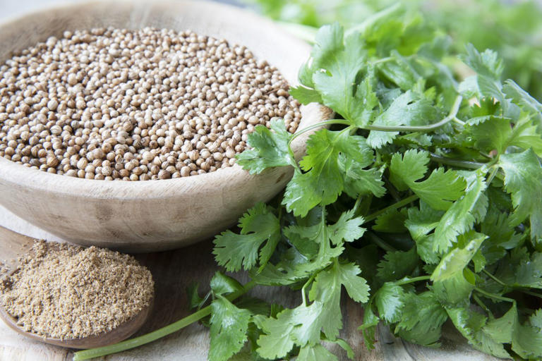 How to store cilantro in the refrigerator and freezer