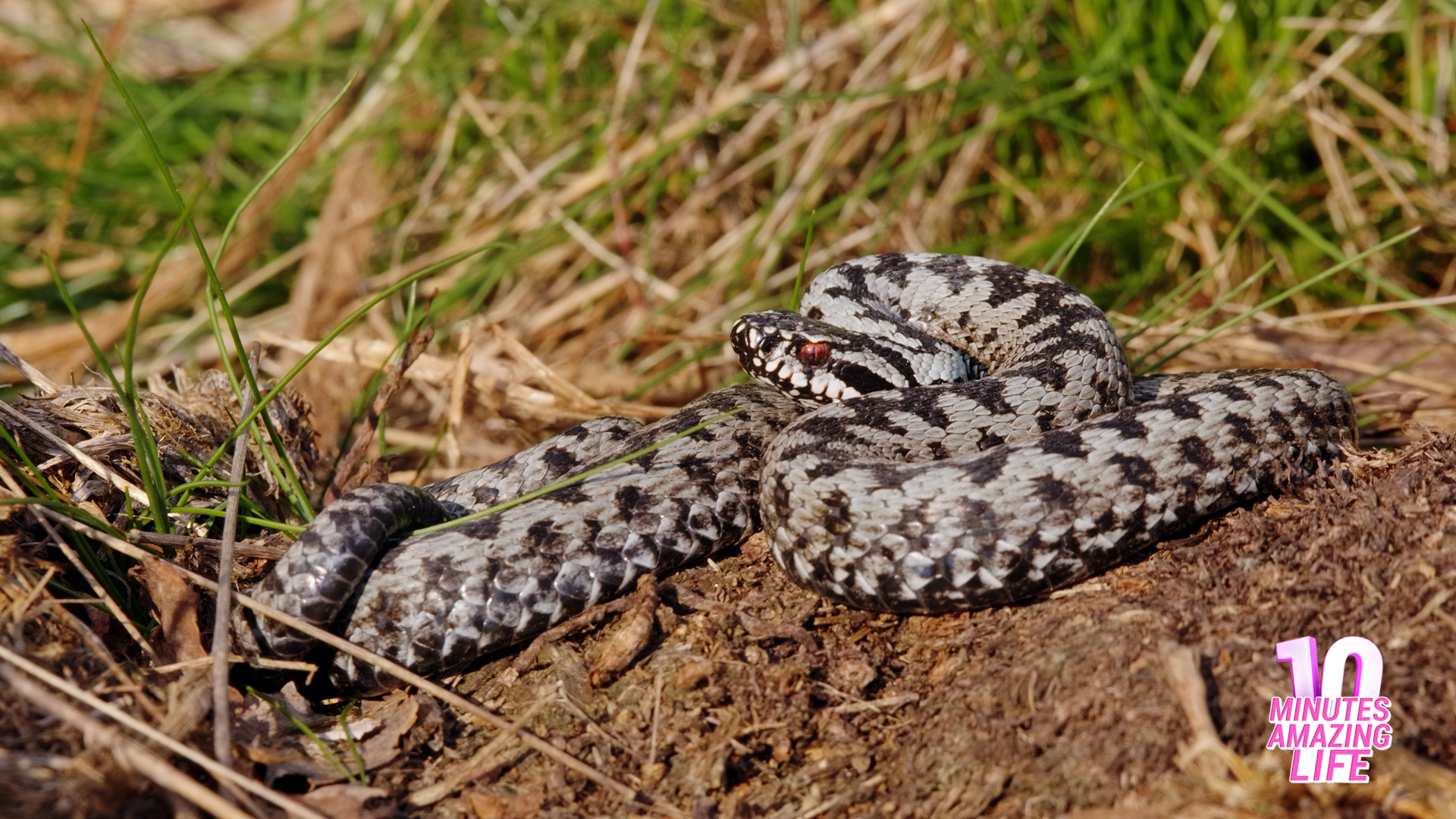 A snake stayed perfectly still on camera