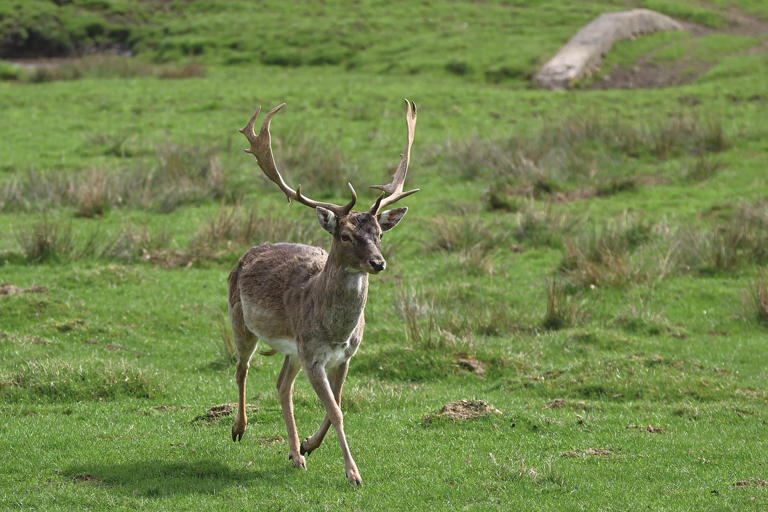 Crowding-driven risk shifts in Colorado recreation areas
