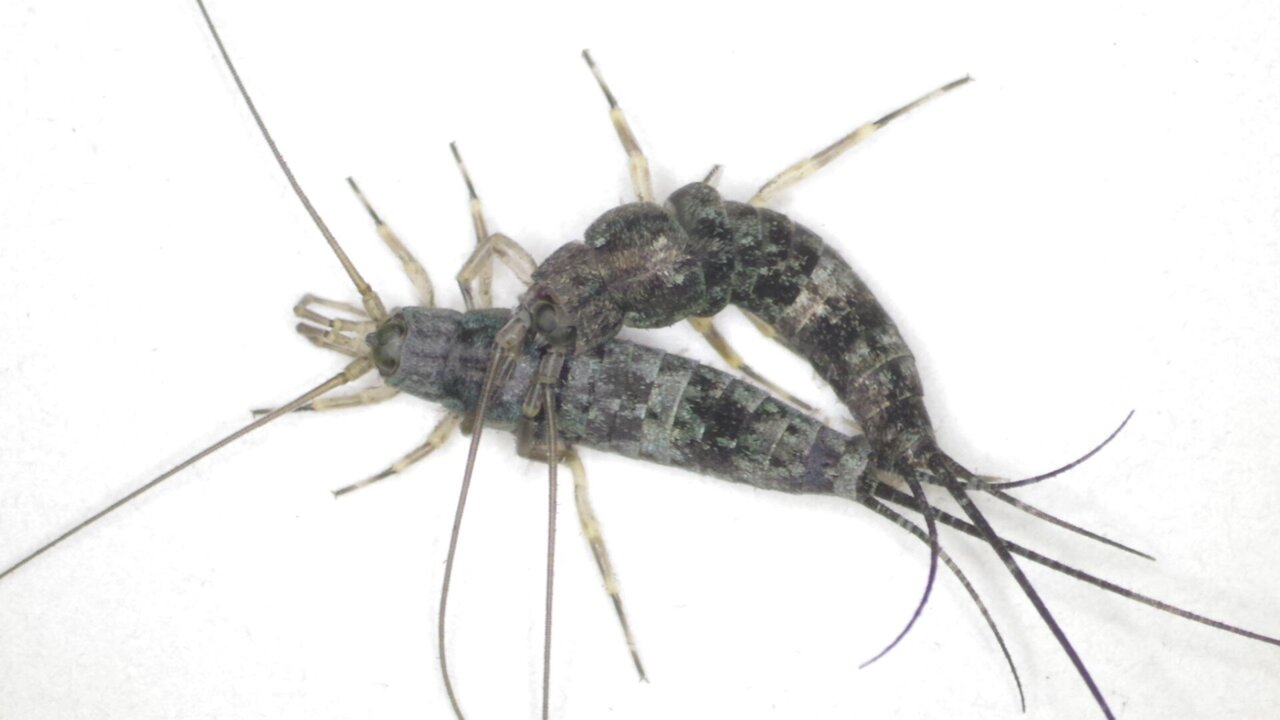 Rare jumping bristletail reveals new step in insect mating evolution