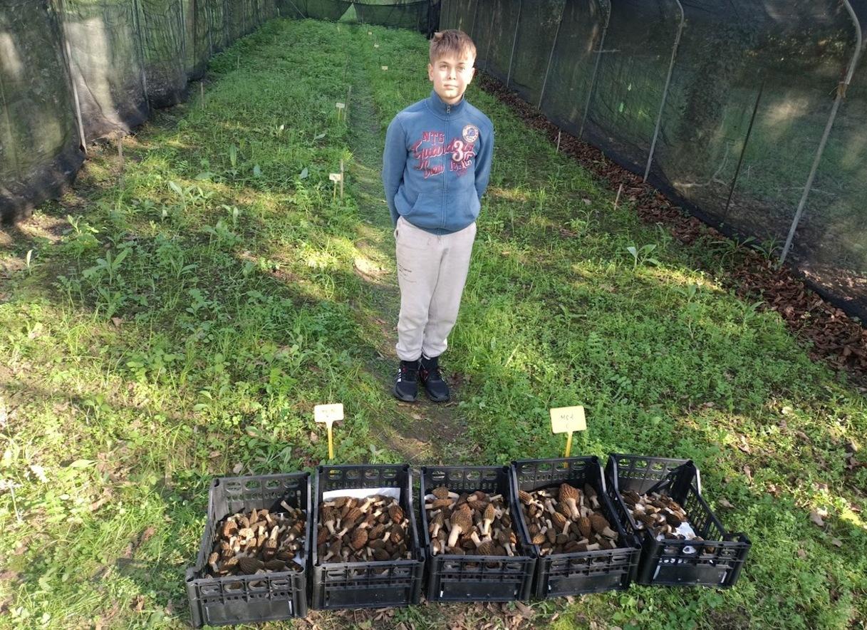 La storia di Luigi, il re dei funghi: "Da una pentola a pressione alle ...