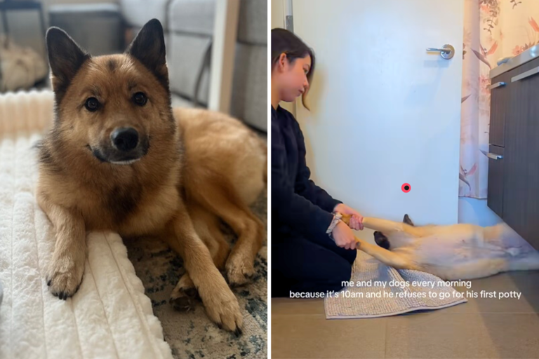 Hysterics over what owner forced to do with reluctant dog every morning