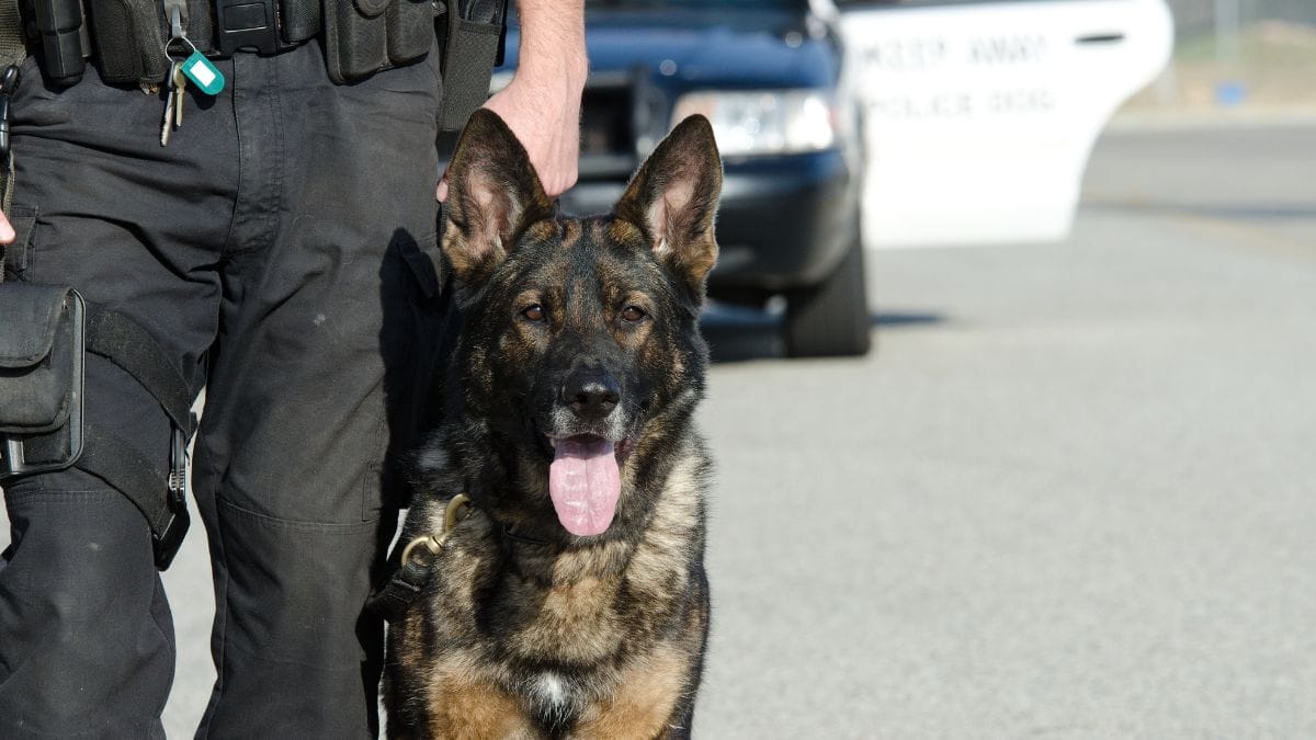 Hero police dog rescues neglected pooch from dark cellar