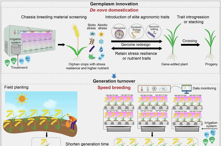 AI-driven breeding strategy aims to boost orphan crops for food security