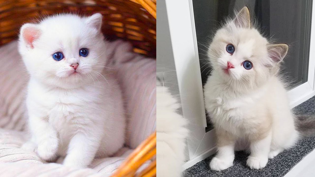 Fluffy kittens with blue eyes