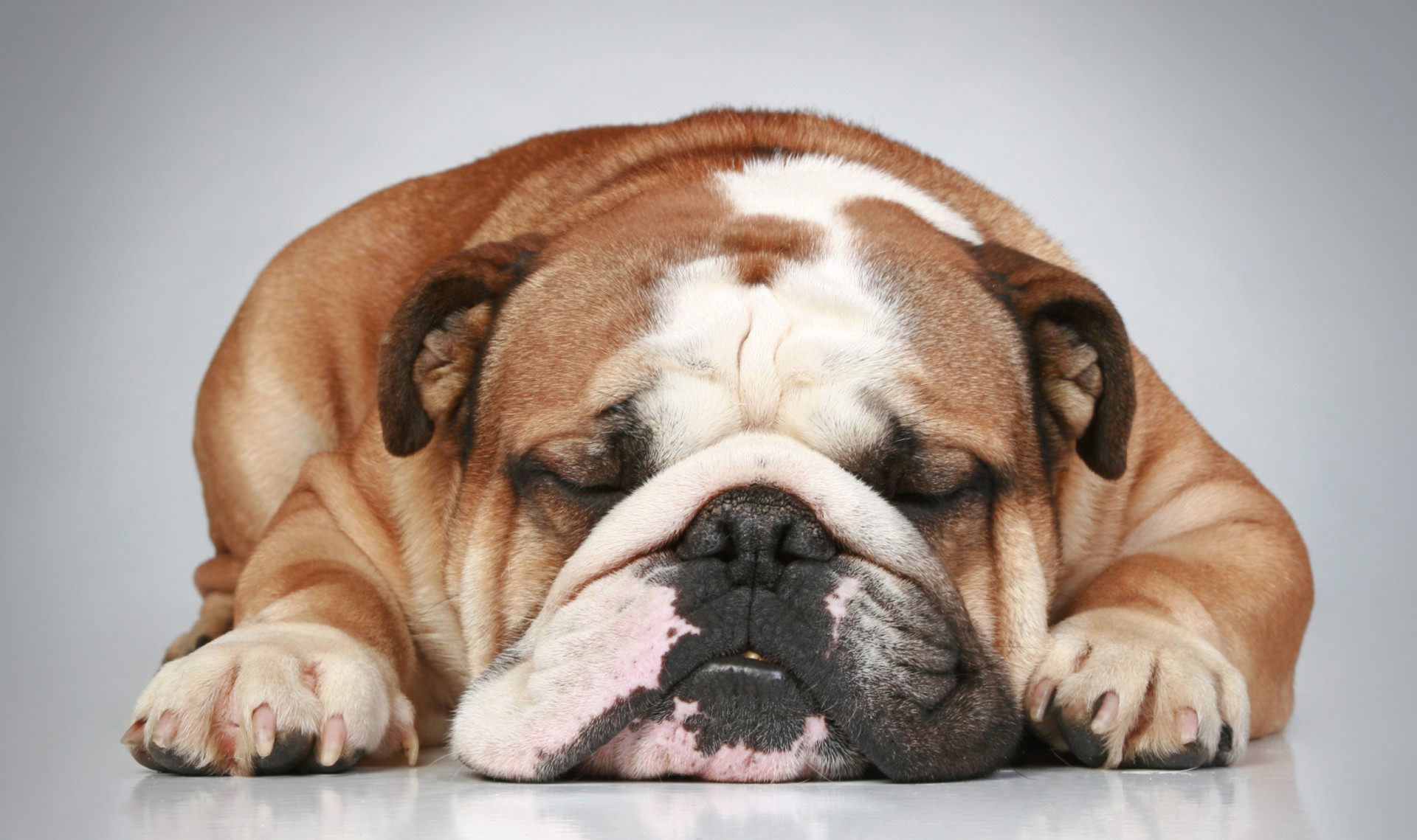 The laziest (and most active) dog breeds, ranked