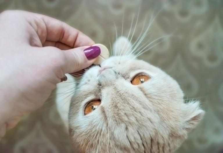 What’s the easiest way to give a cat a pill? Follow these feline dos ...