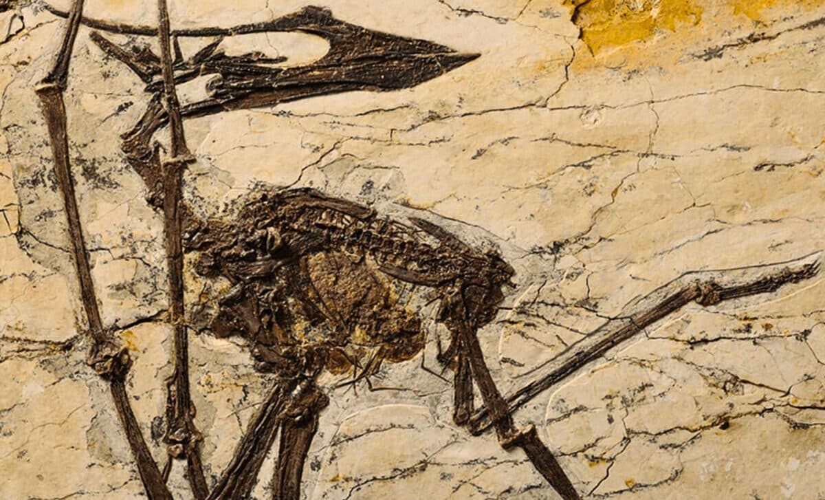 First fossil of its kind shows a pterosaur died with a belly full of ...