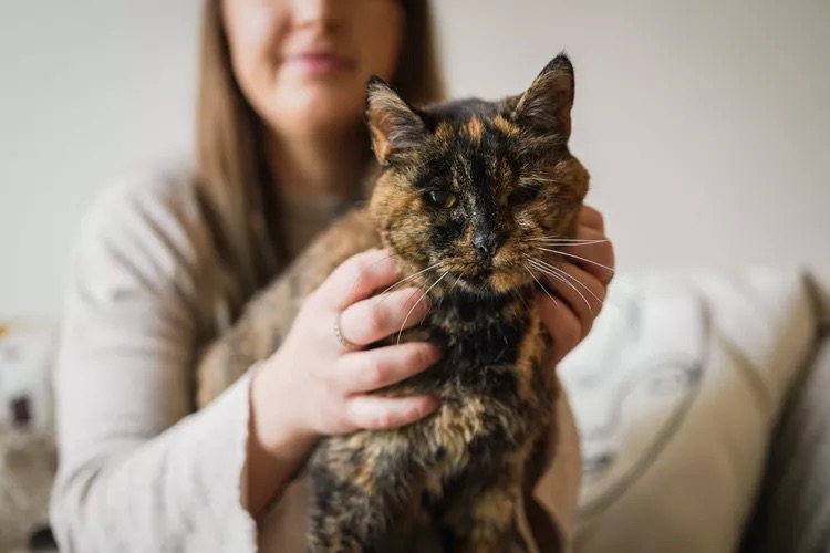 Flossie, the world’s oldest cat, celebrates milestone birthday, defying ...
