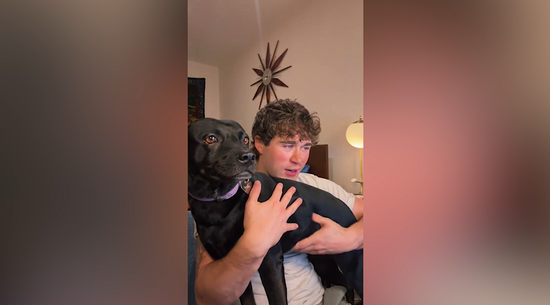 Man unprepared for 'weird looking' dog's DNA results