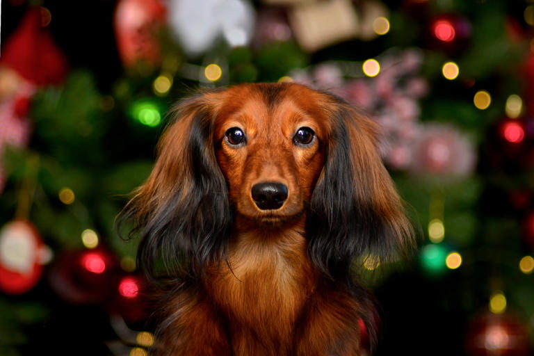 Lady, the dachshund, and her influencer mom go from cozy Christmas to ...