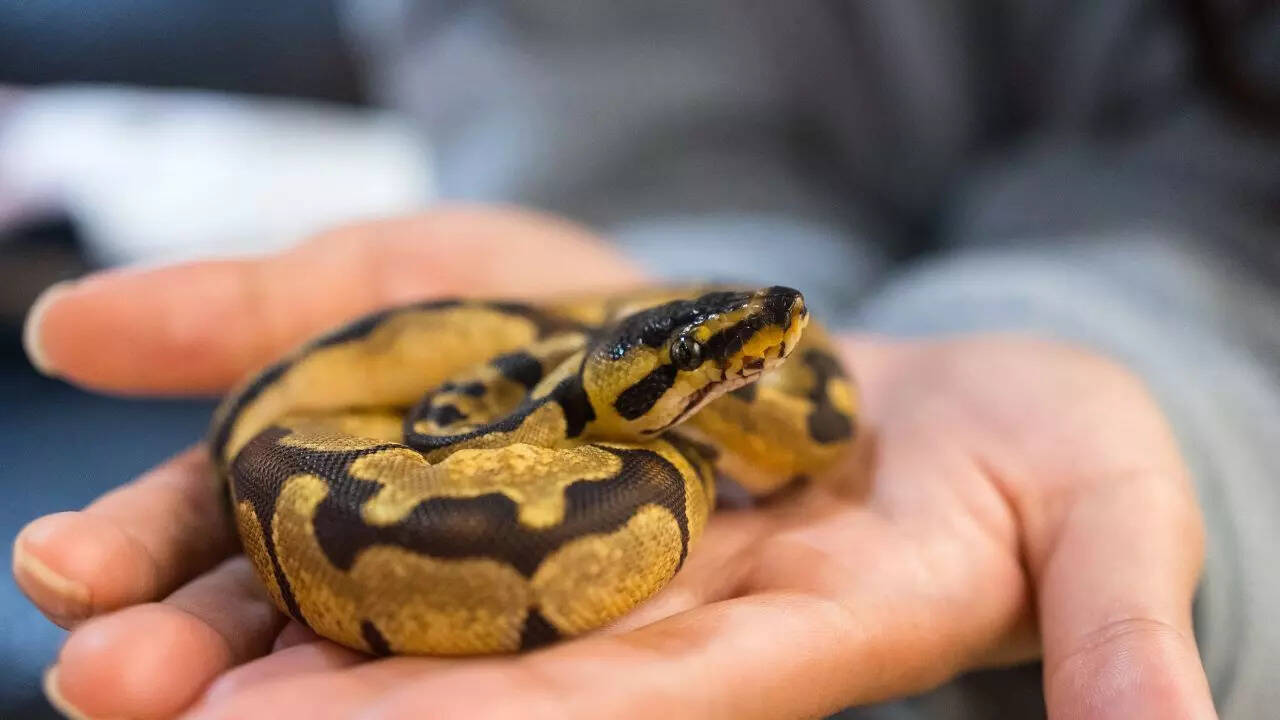 Do snakes feel attached to their owner and form a quiet bond?