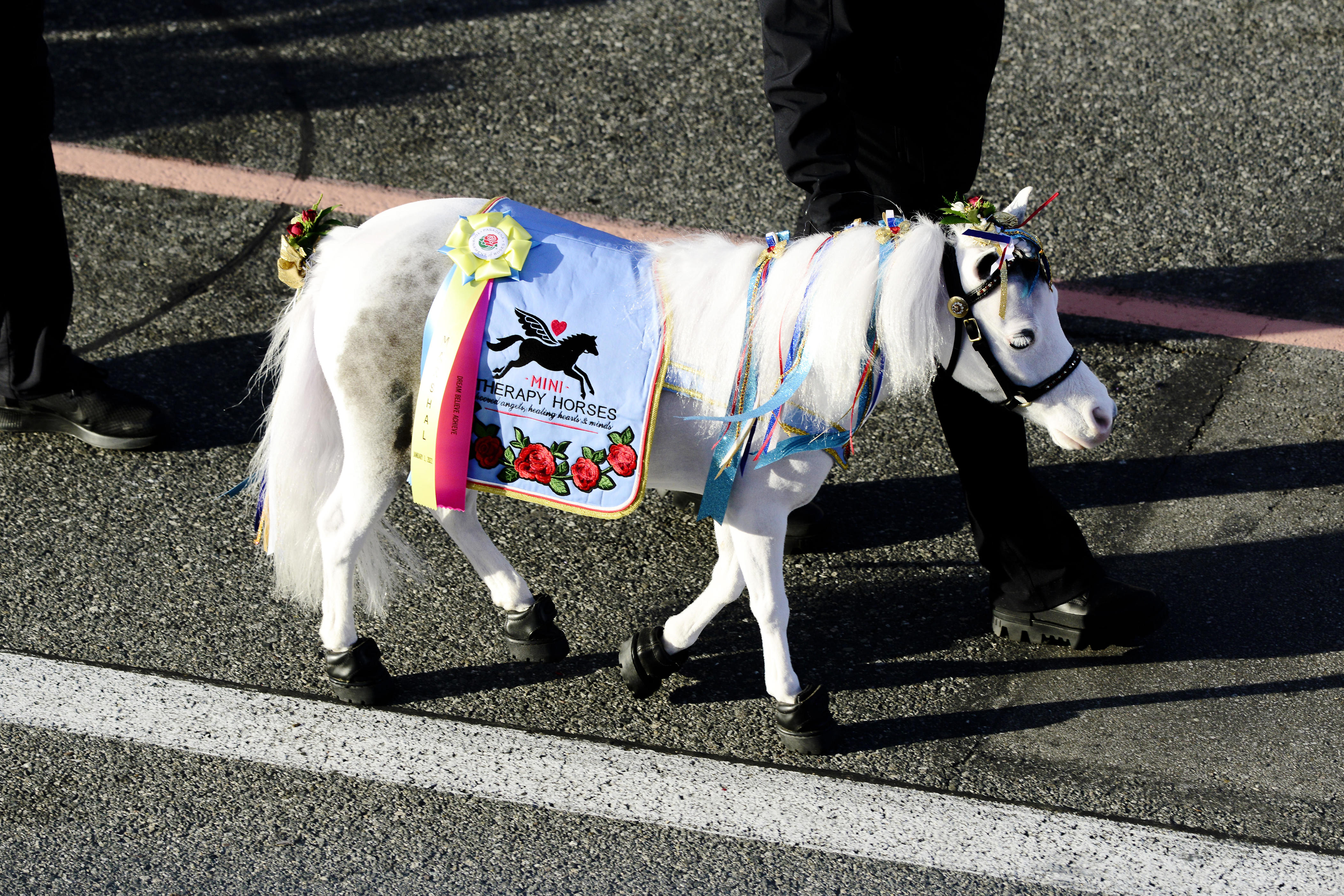 Mini therapy horses bring comfort after wildfires, set for Rose Parade