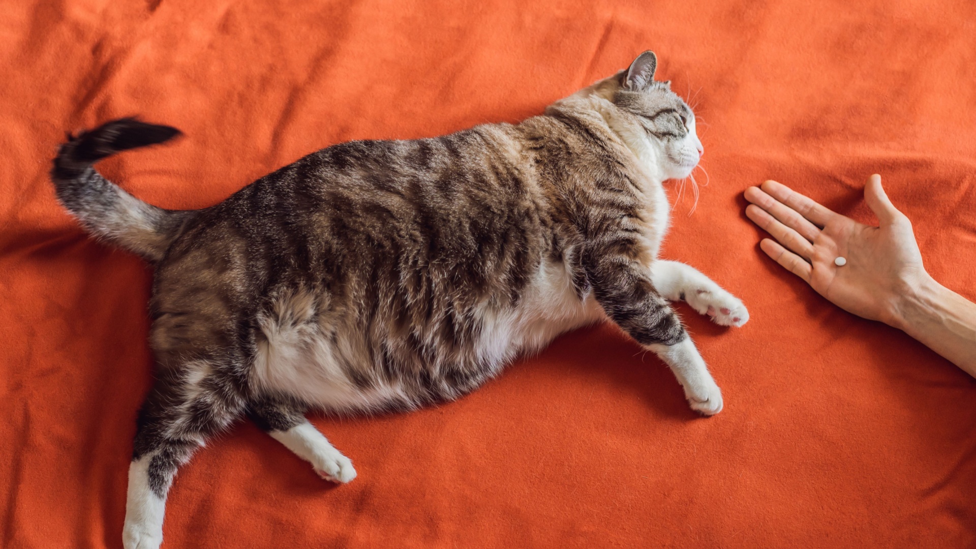 What’s the easiest way to give a cat a pill? Follow these feline dos ...