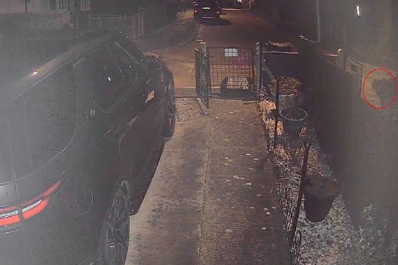 'Jaguar-type' big cat dubbed 'Mogzilla' caught on CCTV prowling sleepy ...