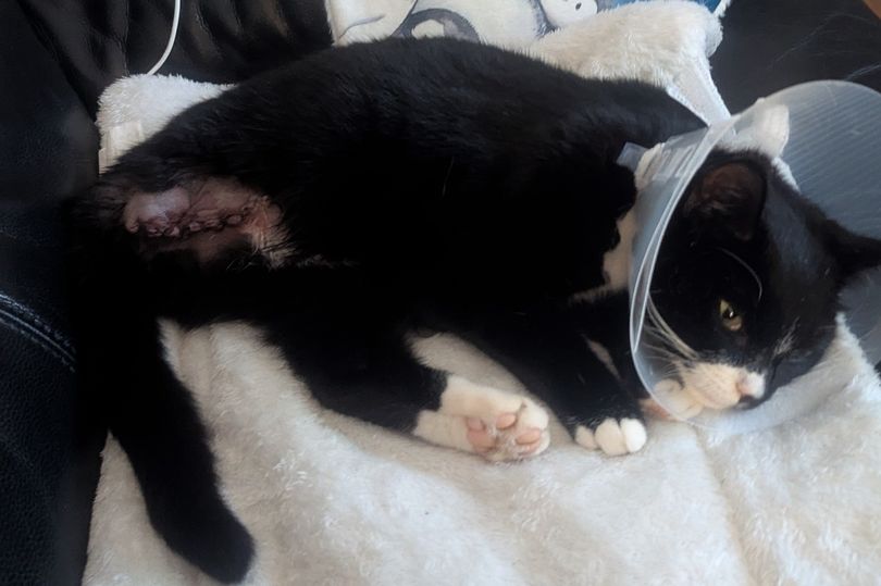 Cat has leg amputated after being shot while missing from Scots home