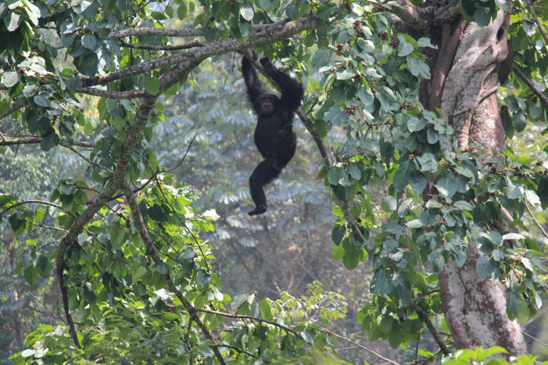 Rare bats at risk as iron ore mine advances in Guinea’s Nimba Mountains