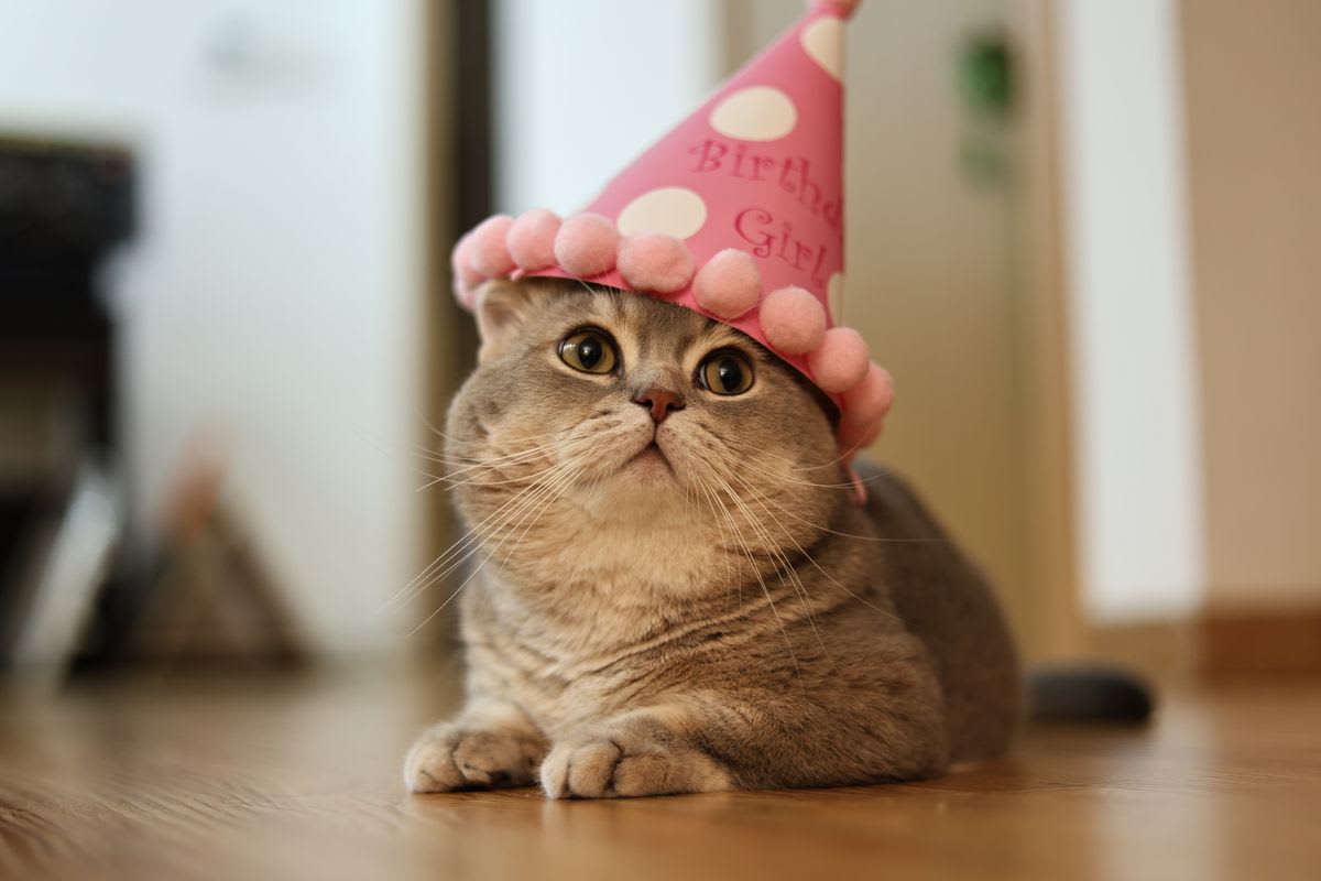 Happy birthday, Flossie! The world’s oldest living cat just turned 30