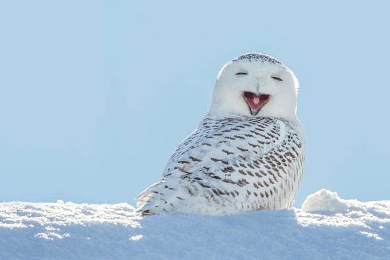 These hilarious winter jokes are un-brr-lievably funny