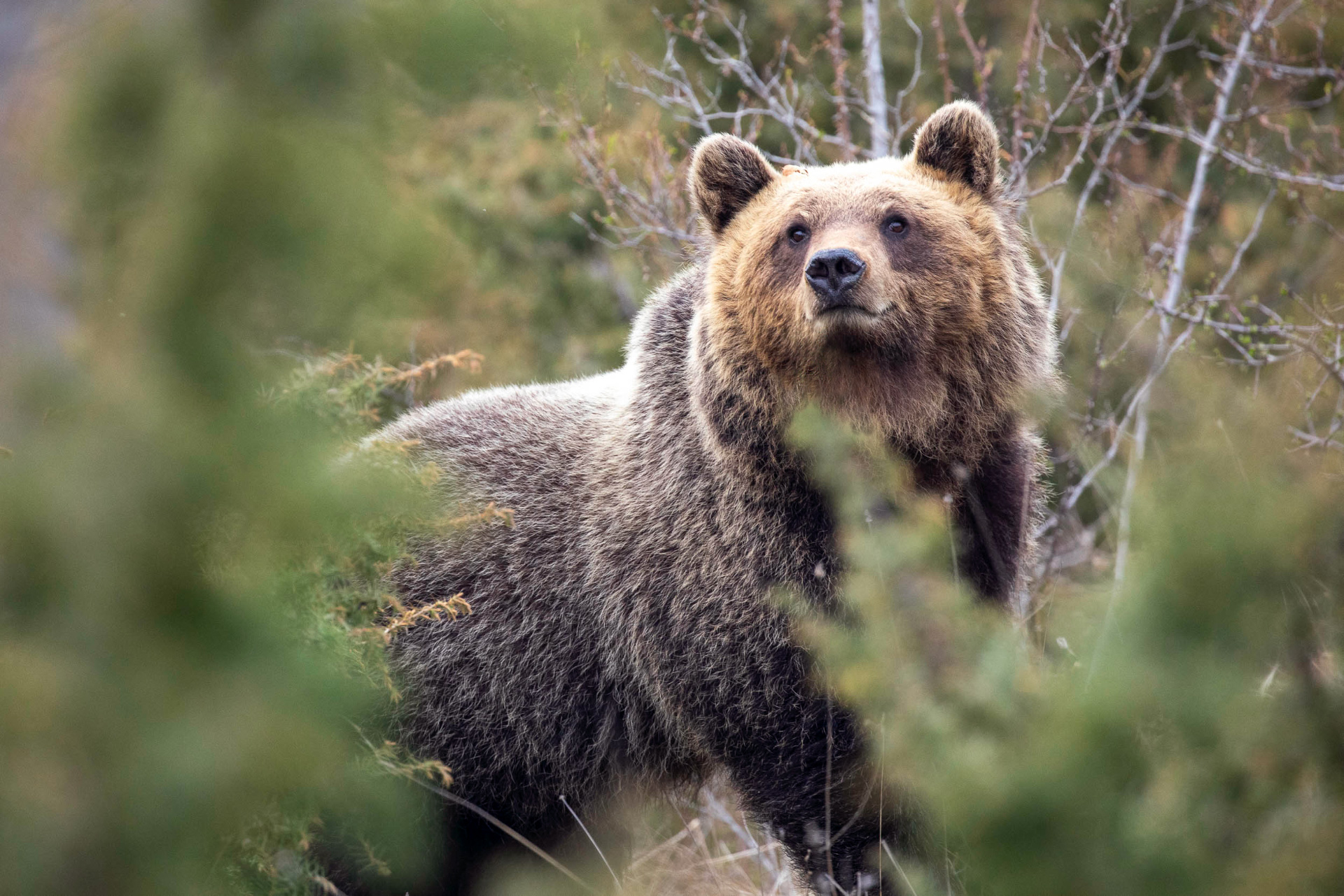 After living alongside humans for millennia, these Italian brown bears ...