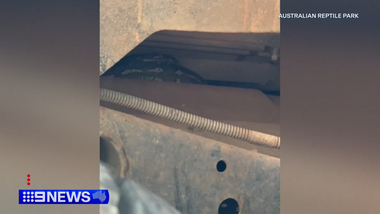 Python hitches ride in unsuspecting driver's car across Queensland-NSW ...