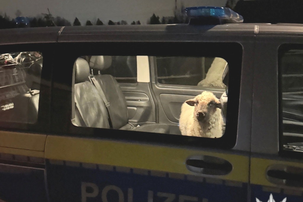 Was macht denn dieses Schaf im Streifenwagen?