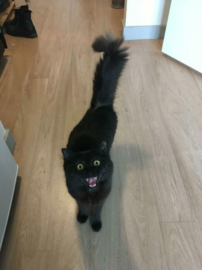 There’s a group where people share pics of cats meowing so loud you can ...
