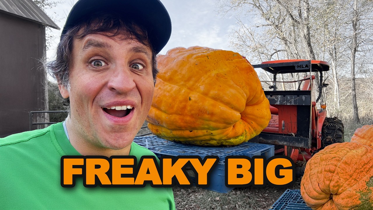 Harvesting giant pumpkins from Gold Shaw Farm fields