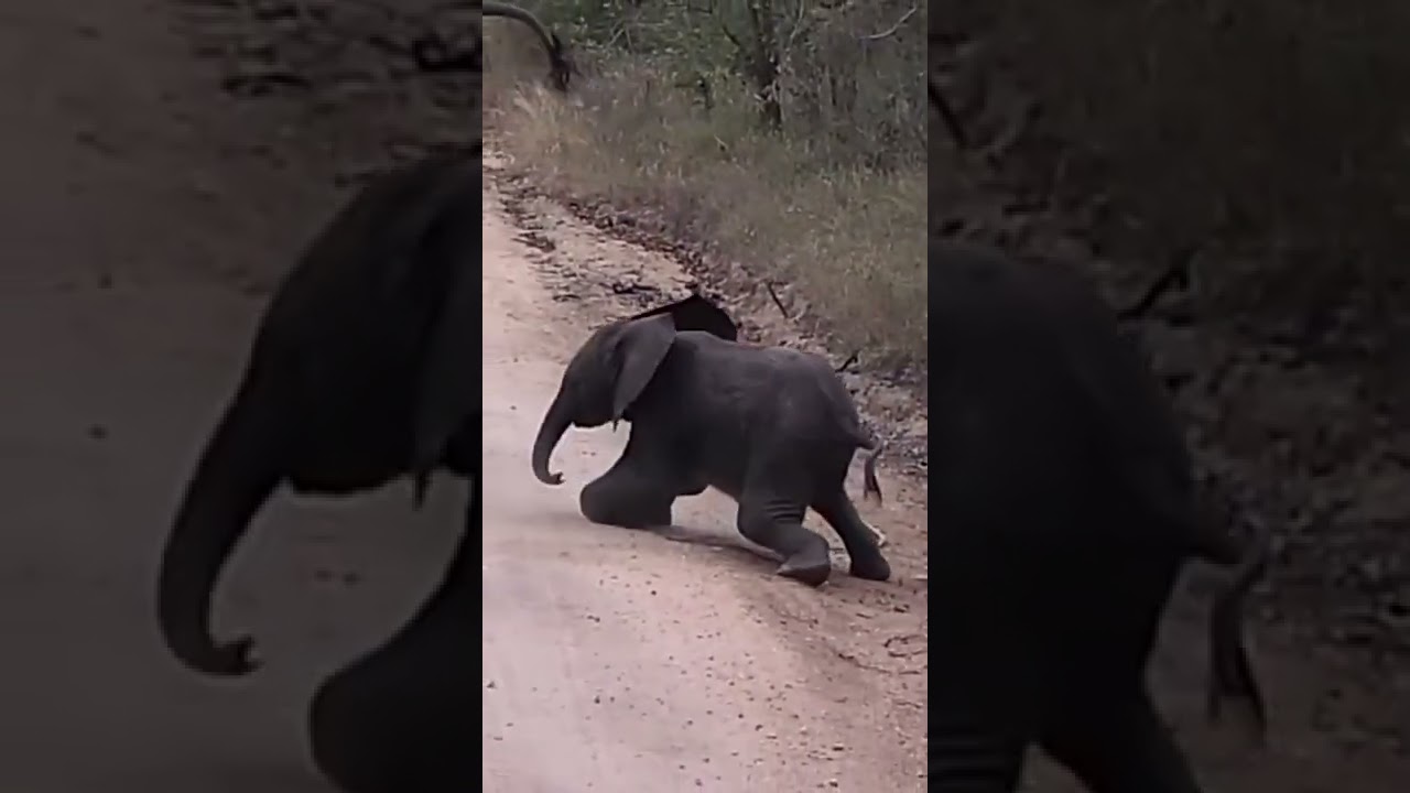 Baby elephant trips in playful moment on savannah