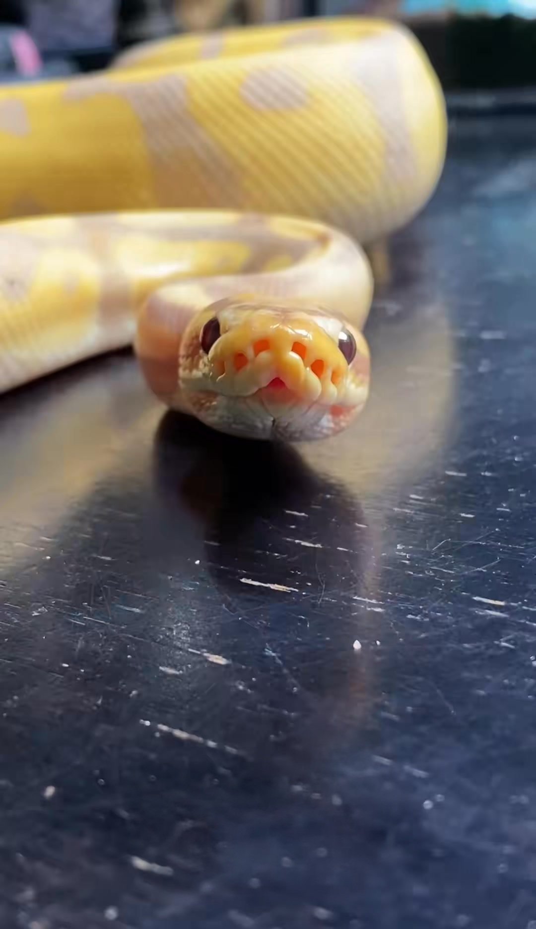 Leopard banana going awway!