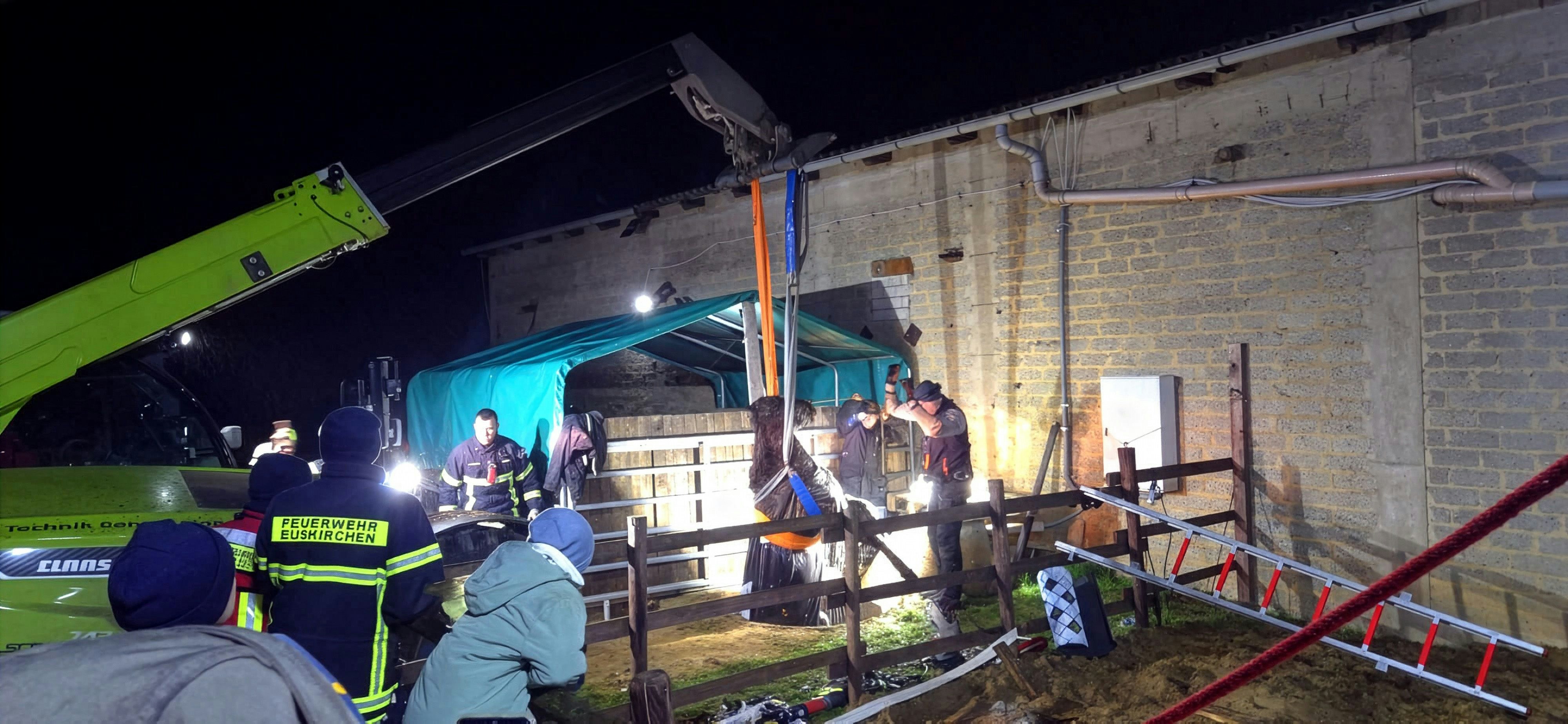 Schreck durch Silvesterböller? Pferd steckt bei Euskirchen stundenlang ...