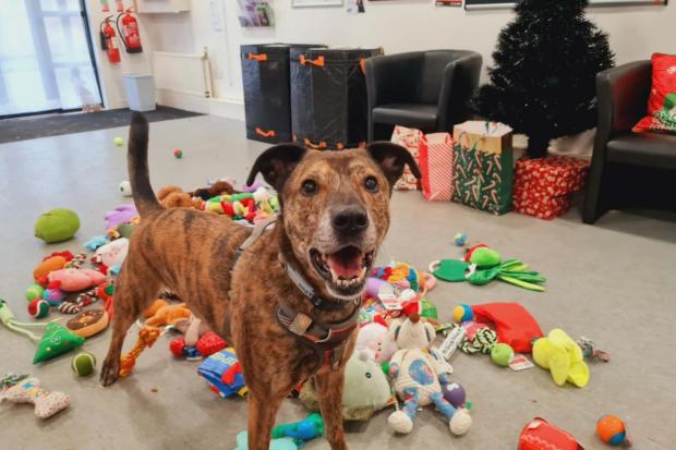 Scottish SPCA spoils every animal with special Christmas gifts and treats